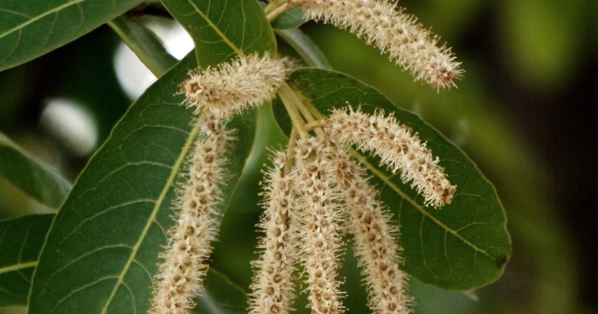 Arjun or Arjuna, Terminalia arjuna