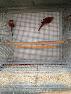 Roselas de Portugal: Roselas Fotografias Plantel