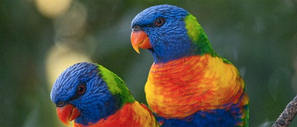 Pasari exotice pe fir: intreaba un domn intr-un magazin de animale exotice.