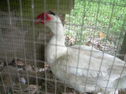 Mahat Terhebat Farm: Penternakan Itik Muscovy / Itik Nila / Itik Serati