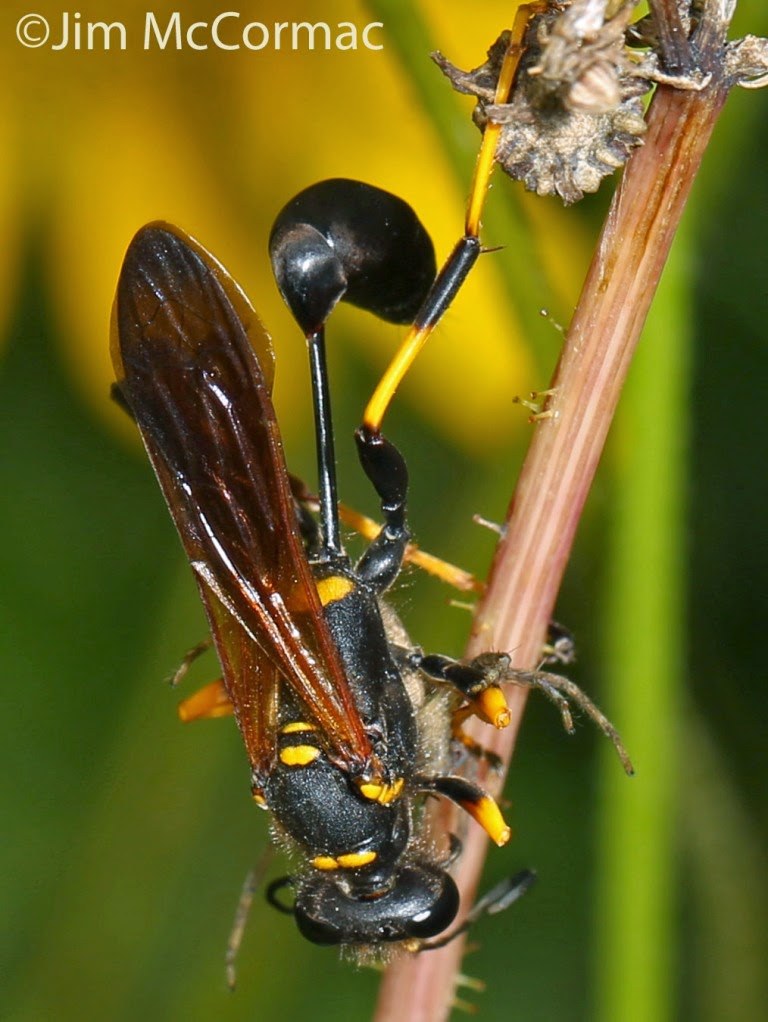 Ohio Birds and Biodiversity: Some more (extremely cool) wasps