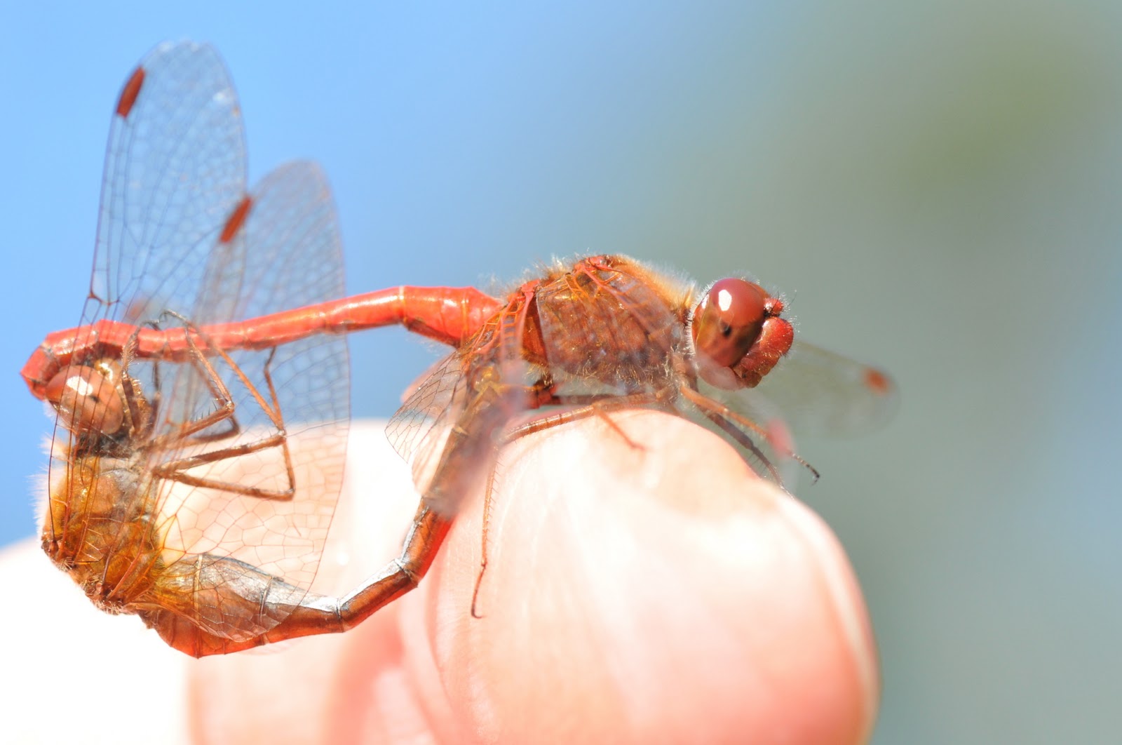 The Dragonfly Whisperer: Interacting With Dragonflies