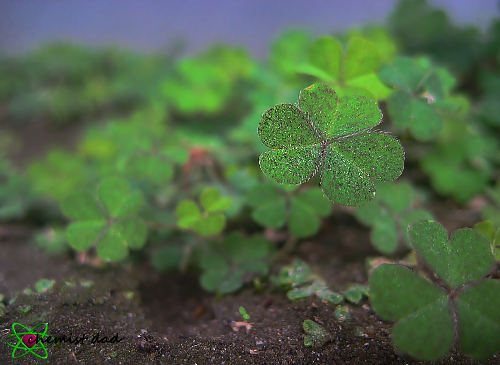 Clover Leaf