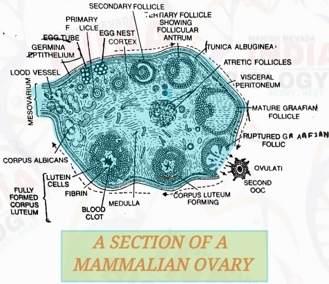 Female Reproductive System - OVARIES
