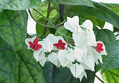 Bunga Nona Makan Sirih | Negeri Tercinta