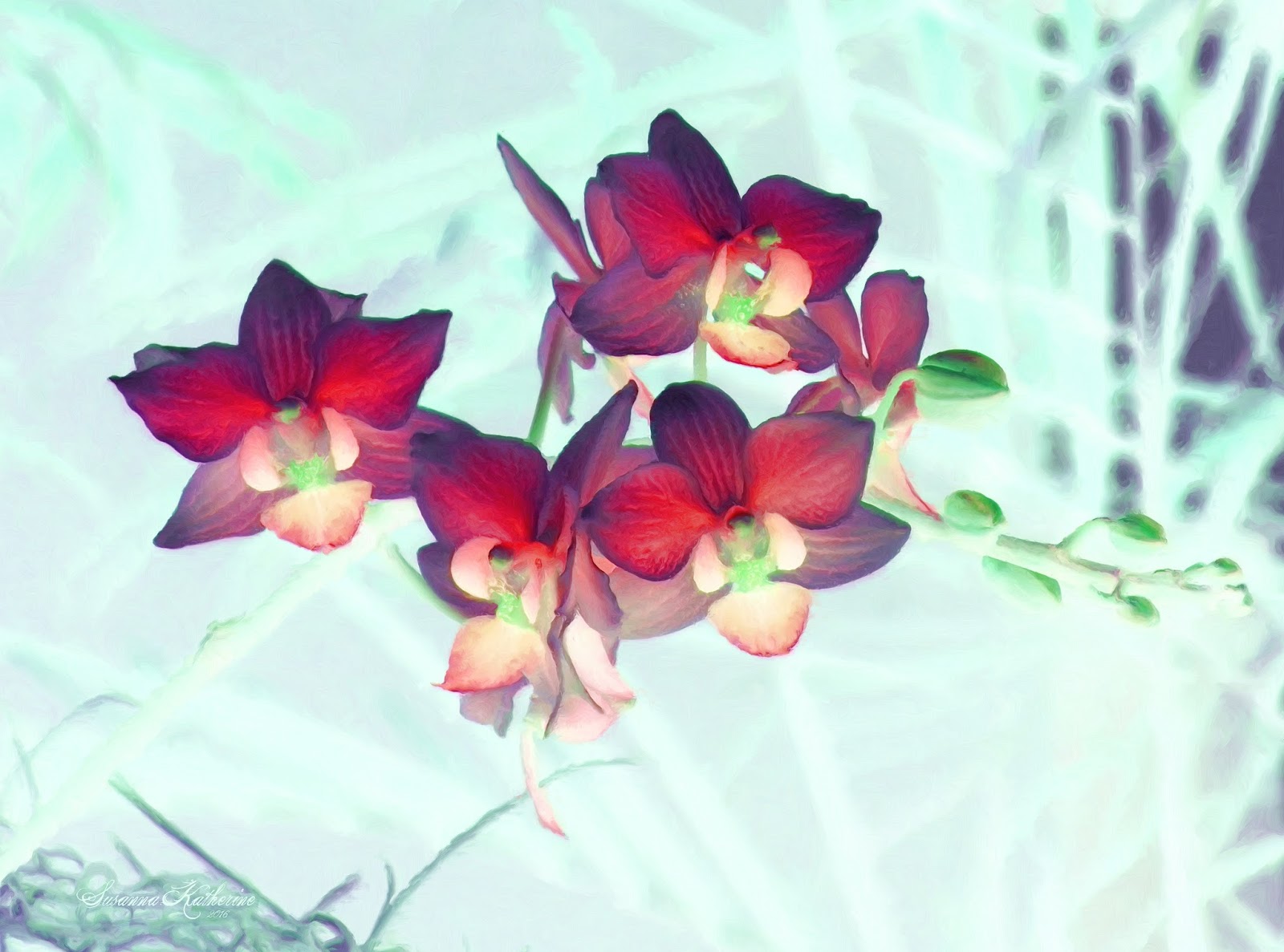 Paintings-of-Artists-Original-Unusual- Art: Orchid Flower Colors Art