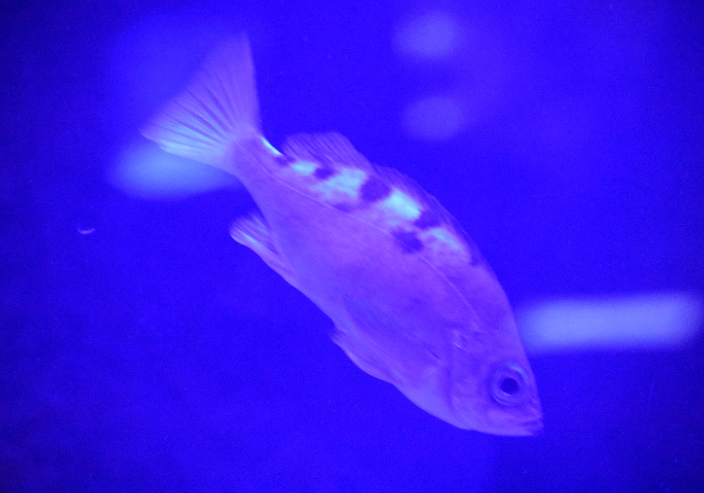 ZOOTOGRAFIANDO (6.096 ANIMALS): PEZ DE ROCA DE TOGOT / SADDLED BROWN ...