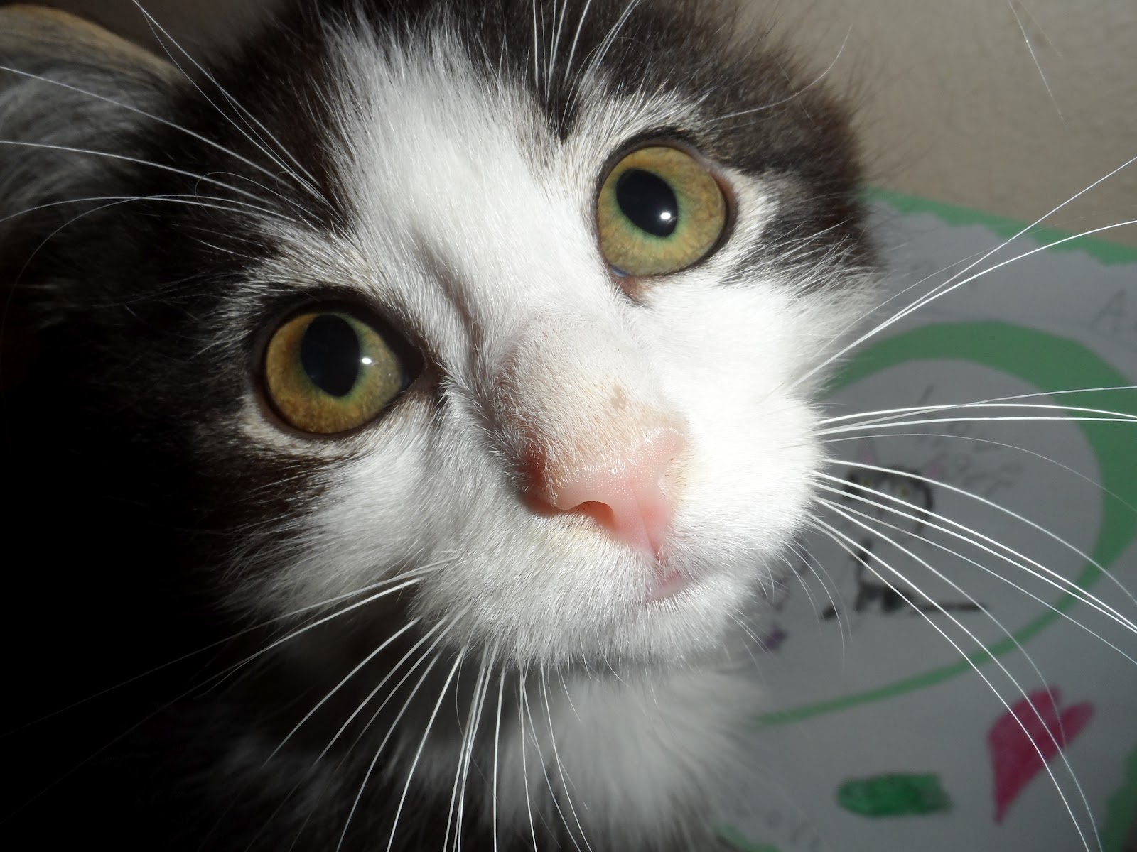 Anakin The Two Legged Cat: New Photo ~ Anakin's Extreme Close Up