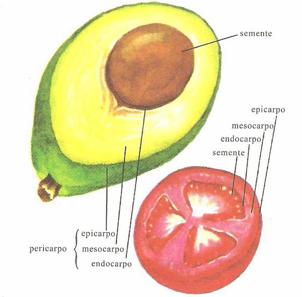 Biologando: Aula: Anatomia dos órgãos reprodutivos (Flor, Fruto e Semente)