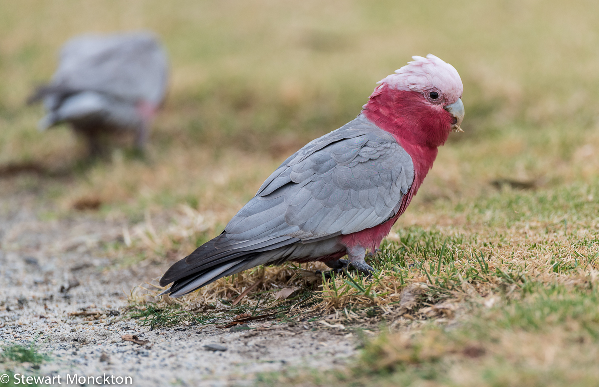 Paying Ready Attention - Photo Gallery: Wild Bird Wednesday 303 - Galah