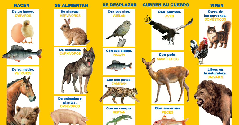 CLASE 1º PRIMARIA CEIP CERVANTES: Repaso ciencias naturales: Los Animales