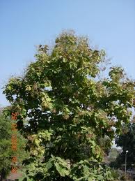 Delhi Nursery: Sal Tree and Its uses