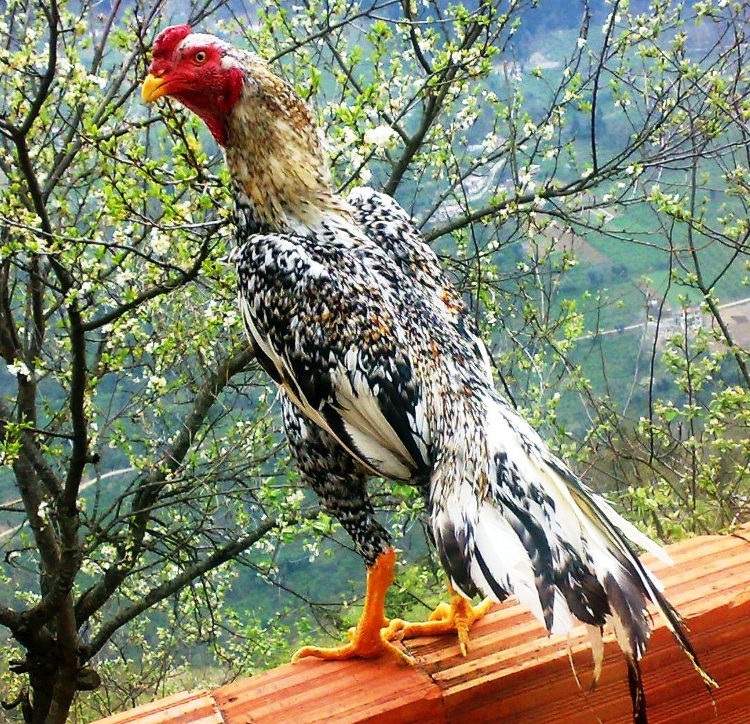 KING GHAZI: Indian Asil