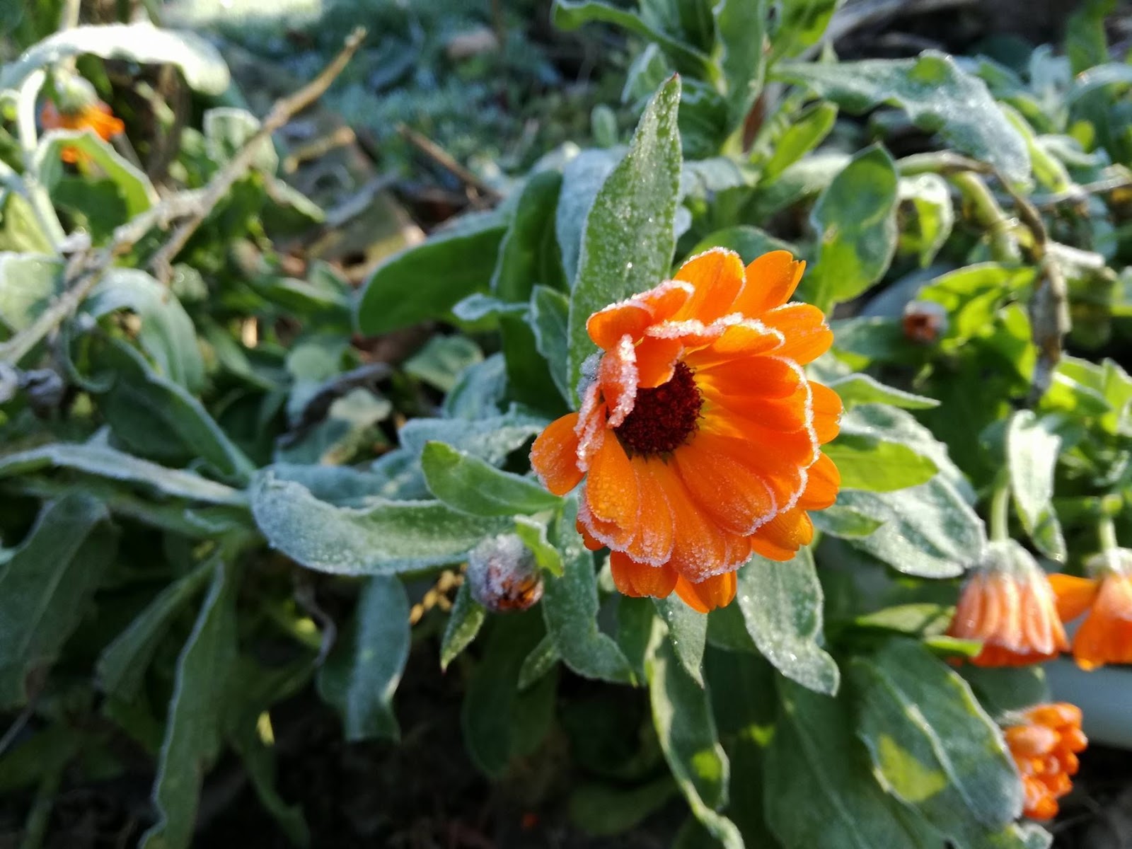 cele patru anotimpuri: Brumă