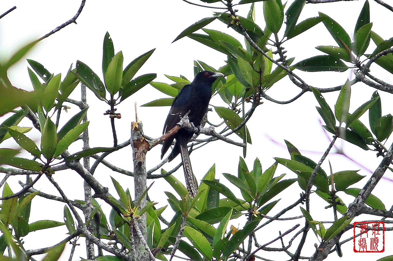 风喉佬: 蛤山行之二噪鹃Asian Koel