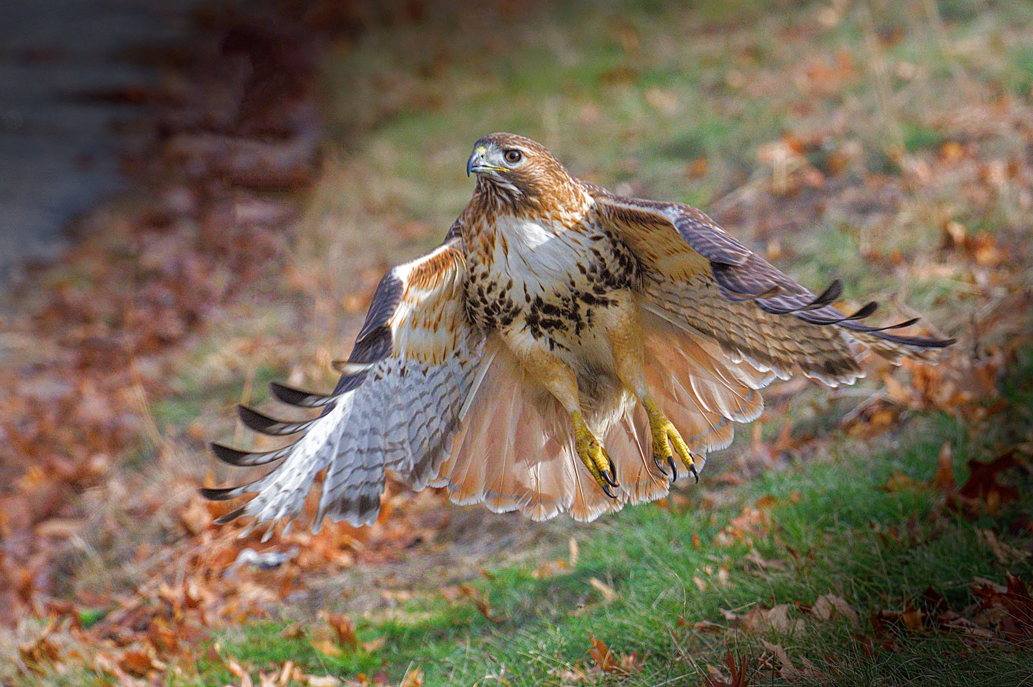 Den'sphotogallery: A "Wicked" Week Watching Hawks in Southern New Hampshire