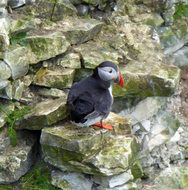 Wild and Wonderful: Puffins from RSPB Bempton Cliffs, Yorkshire