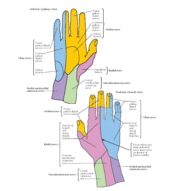 Cutaneous Innervation of Wrist and Hand Anatomy - pediagenosis
