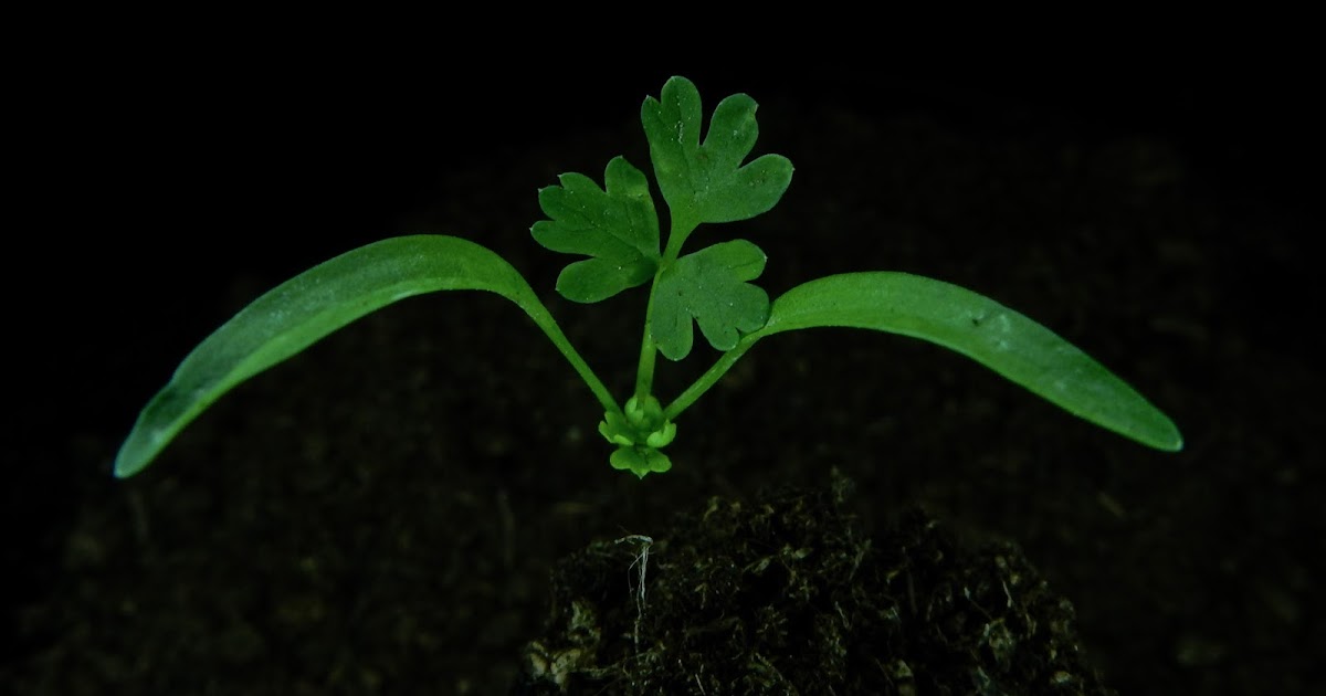 Jardín botánico de especies arvenses del CITA: PLÁNTULAS: COTILEDONES ...