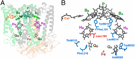 Bagaimana Transfer Elektron Terjadi dalam Reaksi Fotosintesis? - Sains ...
