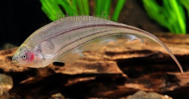 Mania de Aquário: Ituí Transparente (Glass Knife Fish, Eigenmannia ...