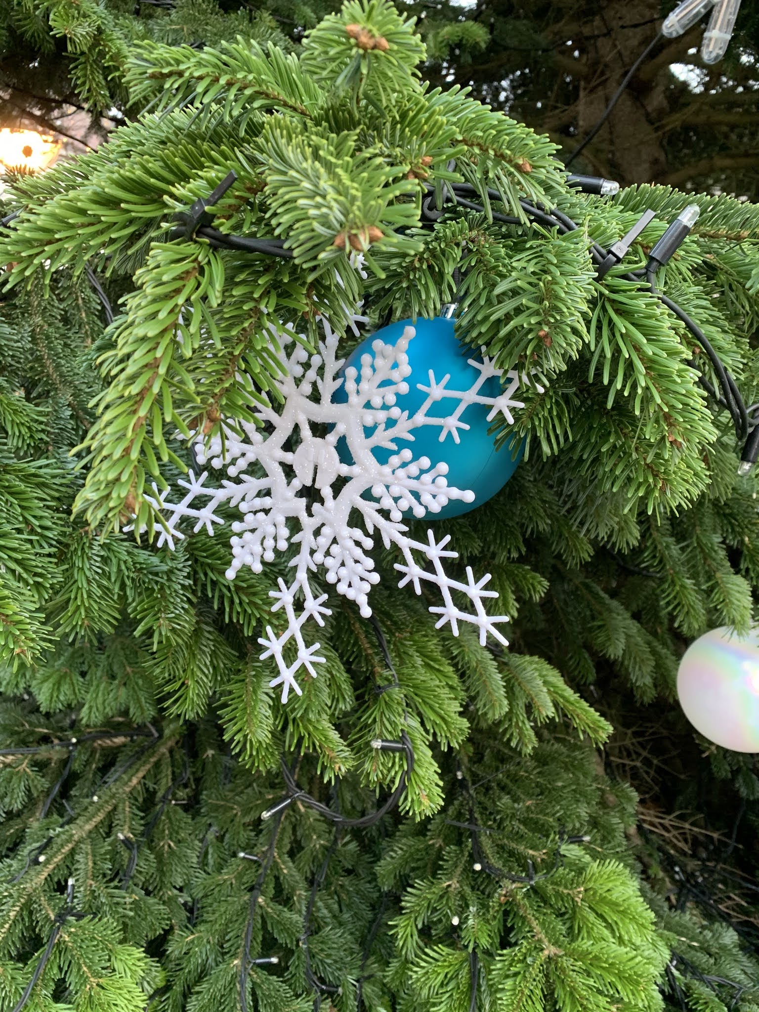 Destination Lund Sweden: Tourism, history and culture: Christmas trees ...