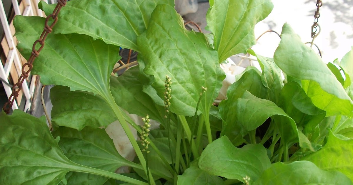 EL LLANTEN (Plantago major)