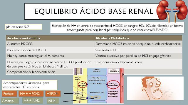 FISIOLOGIA BASICA Y MEDICA: Equilibrio ácido base RENAL