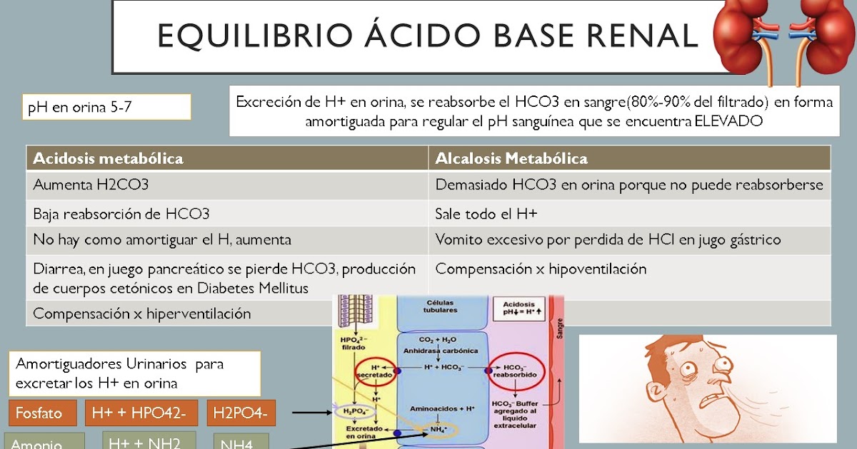 FISIOLOGIA BASICA Y MEDICA: Equilibrio ácido base RENAL