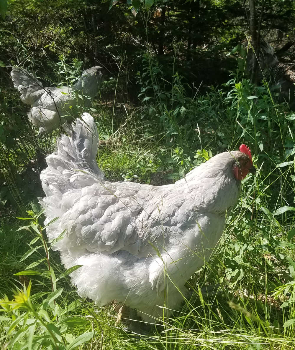 Sour and Impacted Crop in Backyard Chickens - Fresh Eggs Daily® with ...