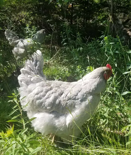 Sour and Impacted Crop in Backyard Chickens - Fresh Eggs Daily® with ...