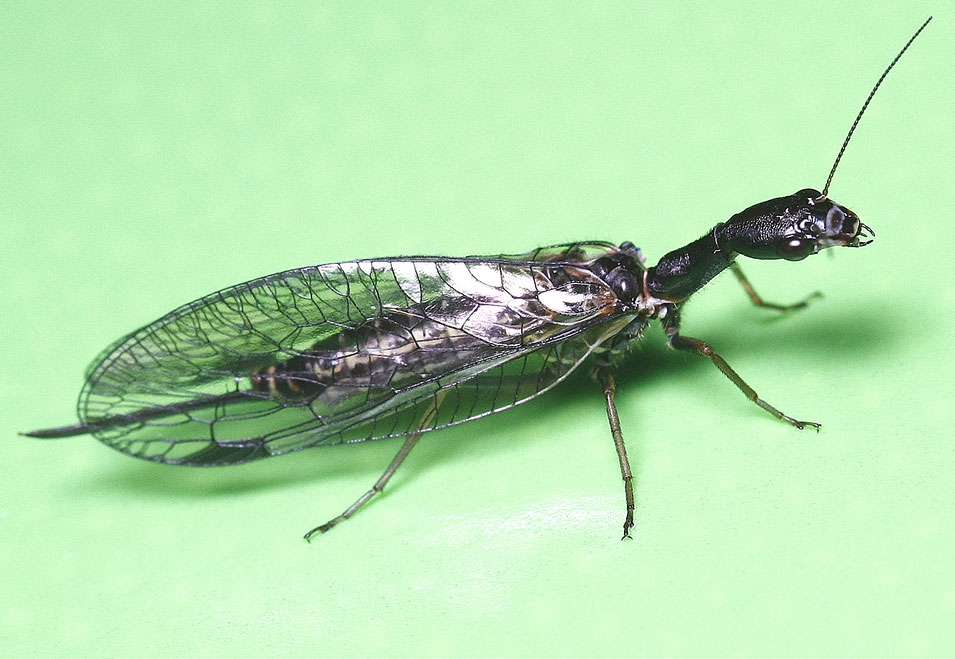 JJ's Photographic nature blog: November 2011