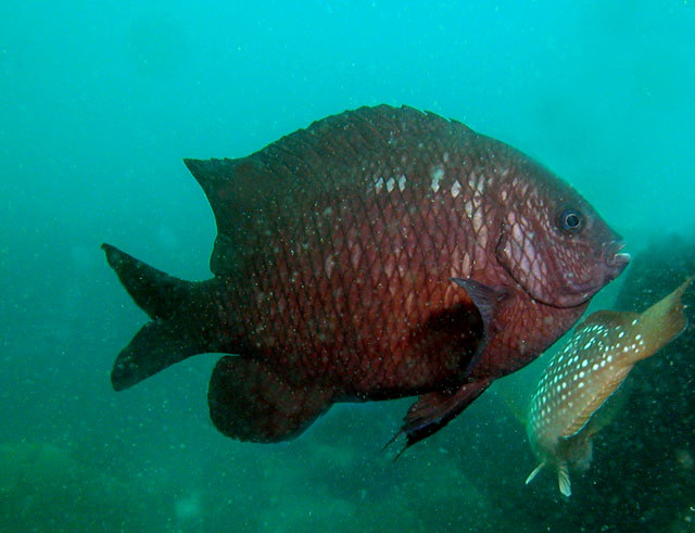 Bigscale fish ~ Animals World