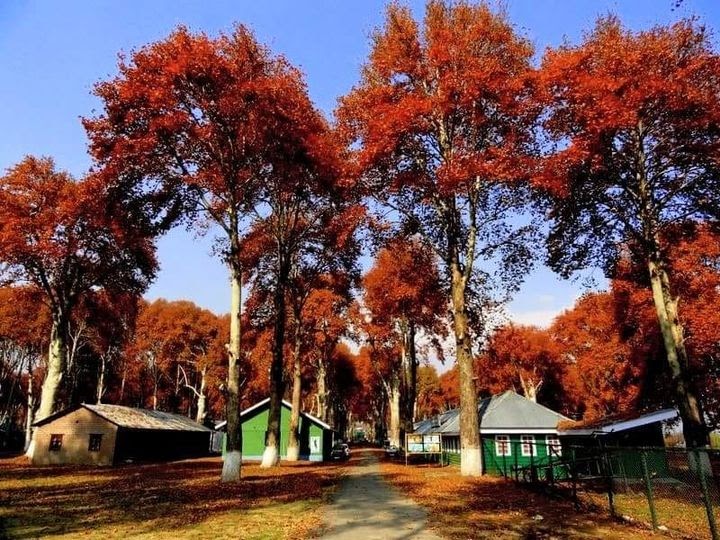 Jammu and Kashmir Medicinal Plants Introduction Centre: Cashmerian ...