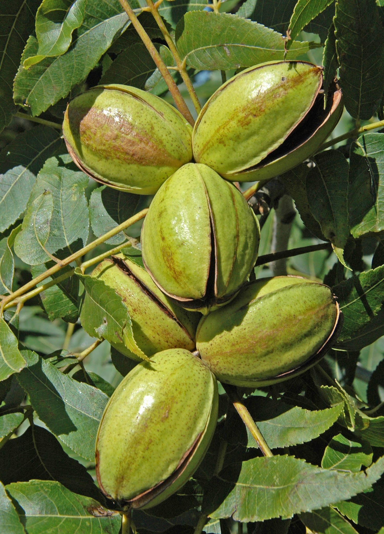Northern Pecans: A quick check of pecan kernel quality