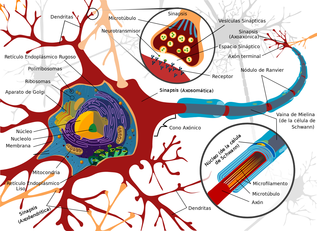 Anatomía Externa e interna de la Neurona