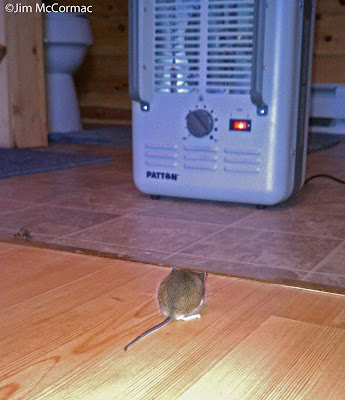 Ohio Birds and Biodiversity: Mice get cold, too