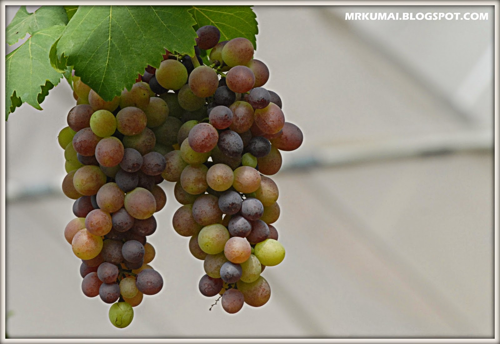 mrkumai.blogspot.com: Kebun anggur @ Lembah Bertam