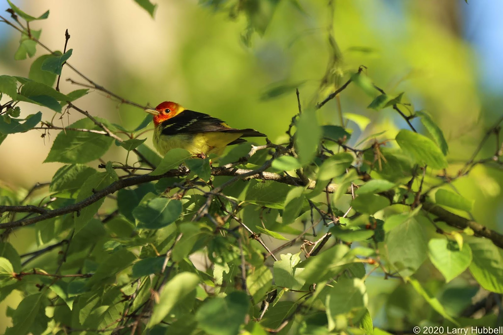 Union Bay Watch : An Exotic Flair