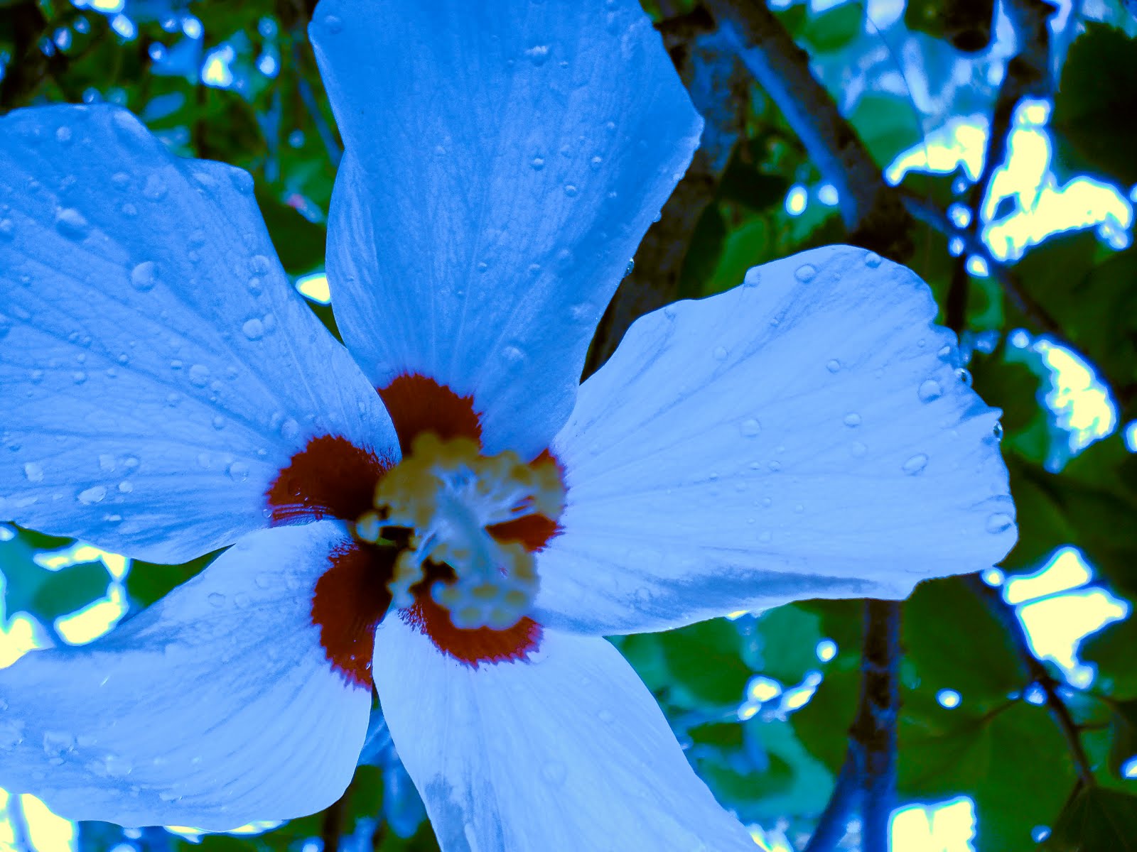 Catching Light: Bahamian Flower