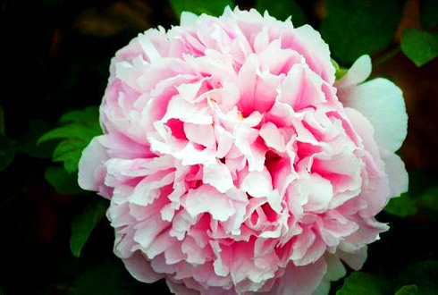 Peony Flower | FLOWERS WORLD