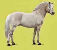 Equideow Astuces: Fjord