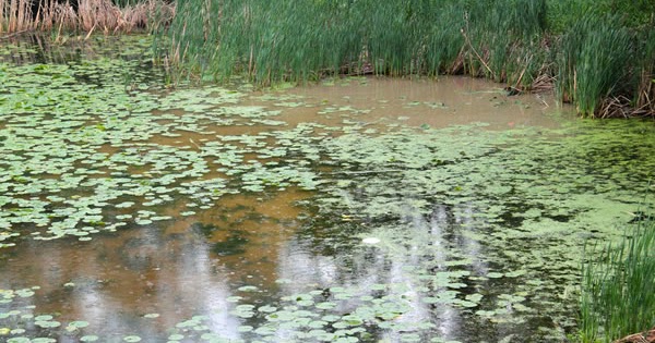 Ecofriendly: Nonpoint Source Pollution