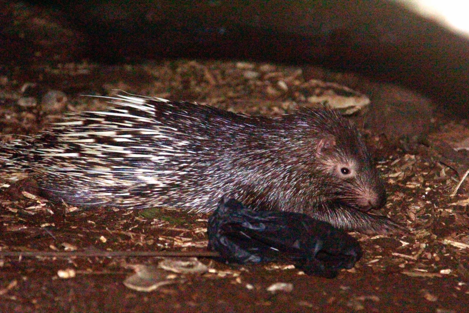 Pangandaran Traveller's: Cagar Alam Pangandaran