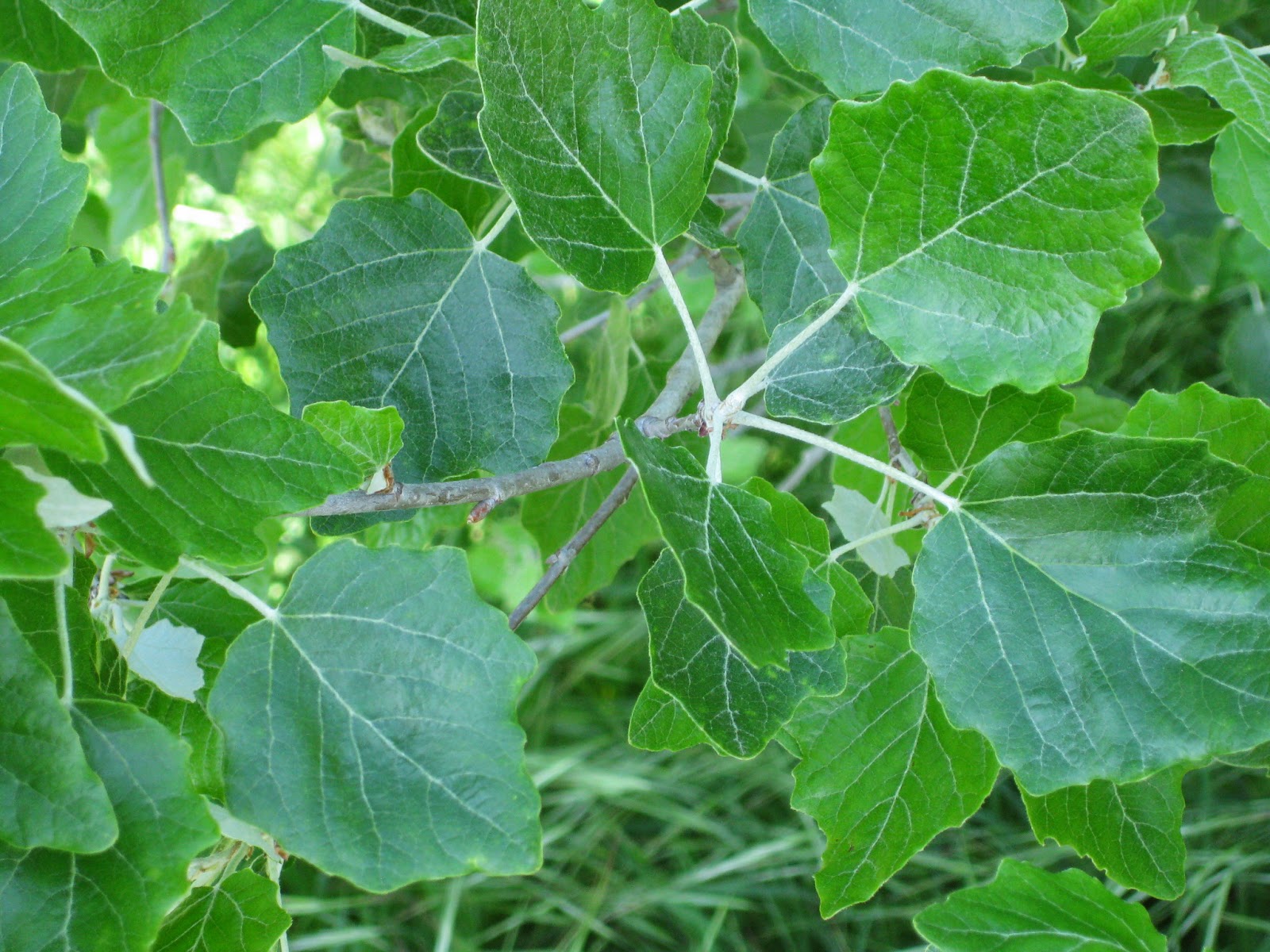 Trees of Santa Cruz County: Populus alba - White Poplar