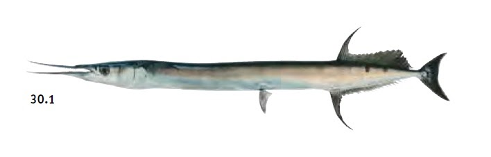 Ikan Suri-suri, Julung-julung Atau Flat Needlefish (Ablennes hians ... Ikan Suri-suri, Julung-julung Atau Flat Needlefish (Ablennes hians ...