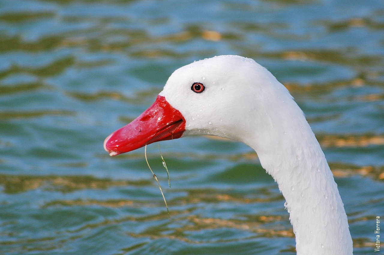 Observando aves: Coscoroba