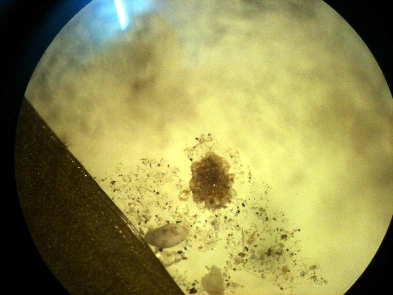 Funzibar!: Seagrass in Zanzibar