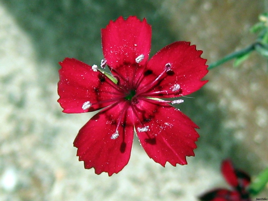 JAVI27: Una de las dianthus