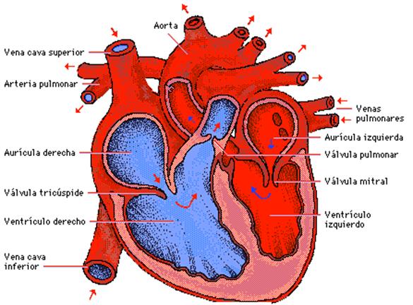 Educ. Fisica: Evaluacion Morfuncional, Estructura Cardiovascular y ...